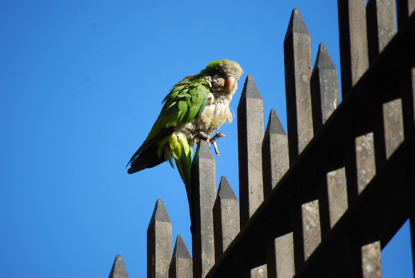 monk parakeet images