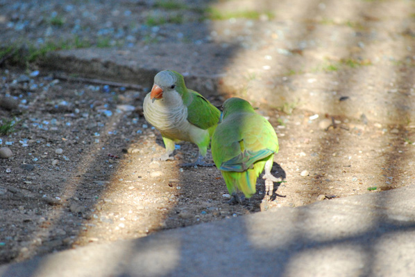 monk parakeet images
